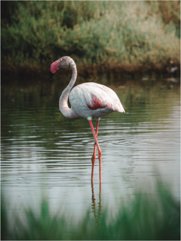 Still Elegance – Pierre GAVARRY