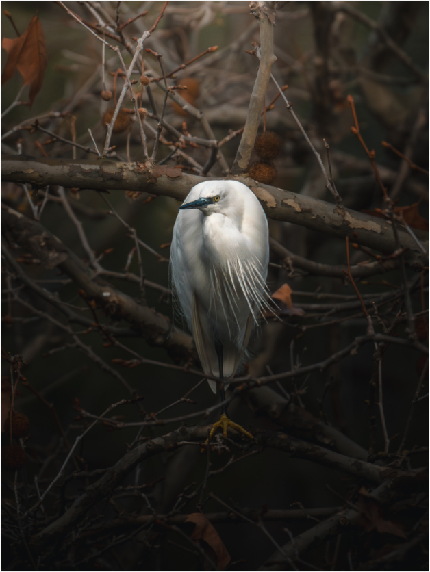 Silent Grace – Pierre GAVARRY