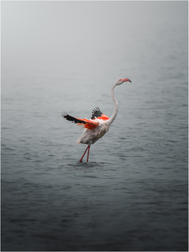 Wings of Light – Pierre GAVARRY
