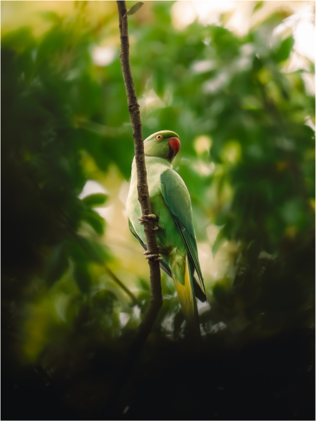 Emerald Silence – Pierre GAVARRY